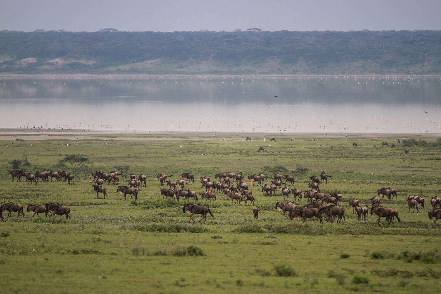 What are the landscape and wildlife like in Tanzania? – SafariLand Travel