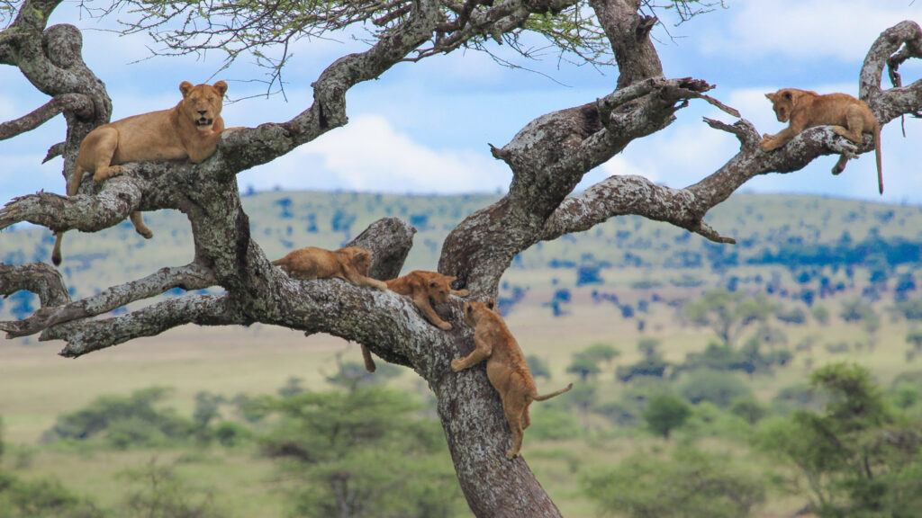 Lake Manyara National Park – SafariLand Tours & Safaris